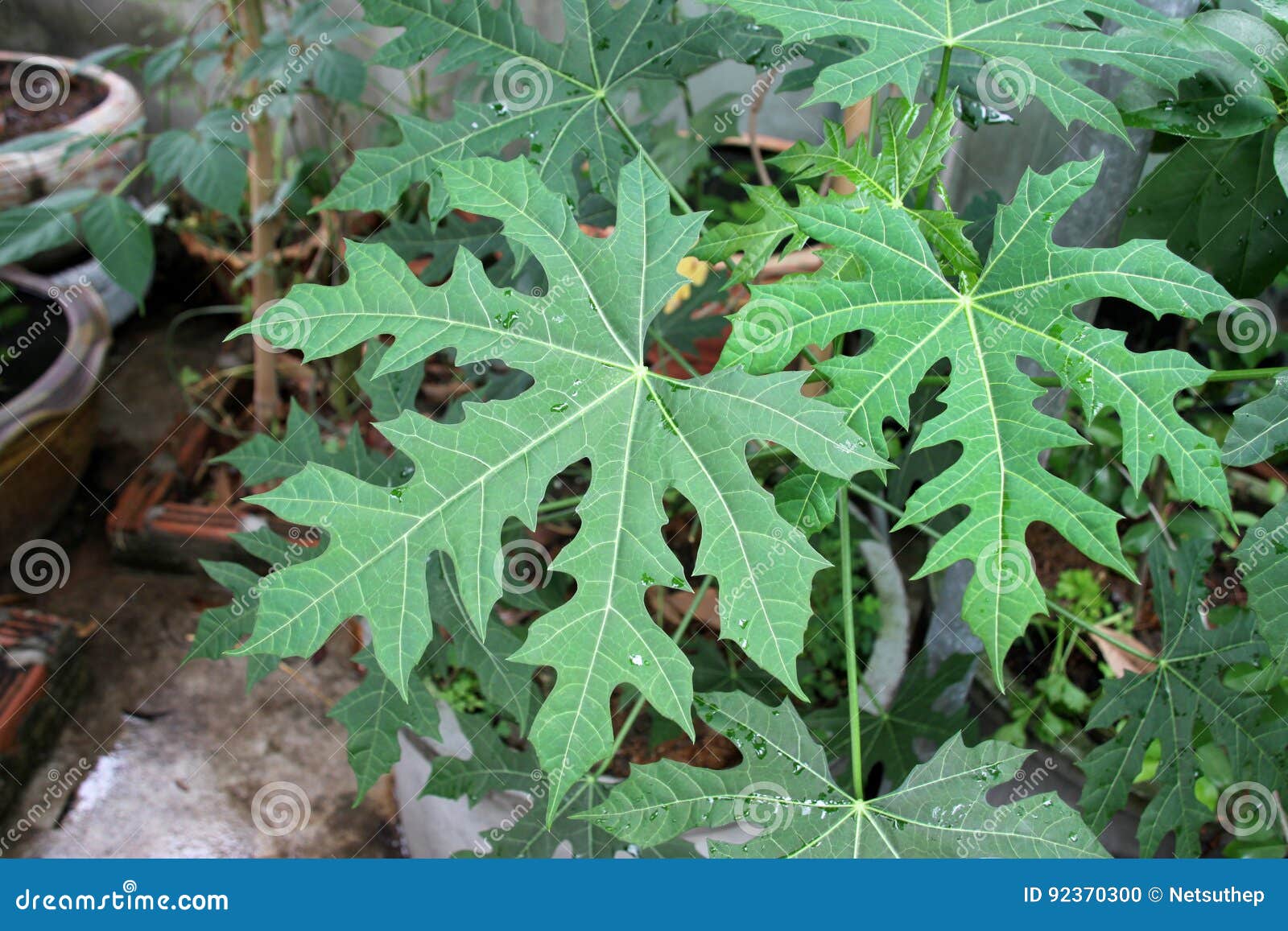 Chaya tree stock photo. Image of plant, gardening, medicinal - 92370300