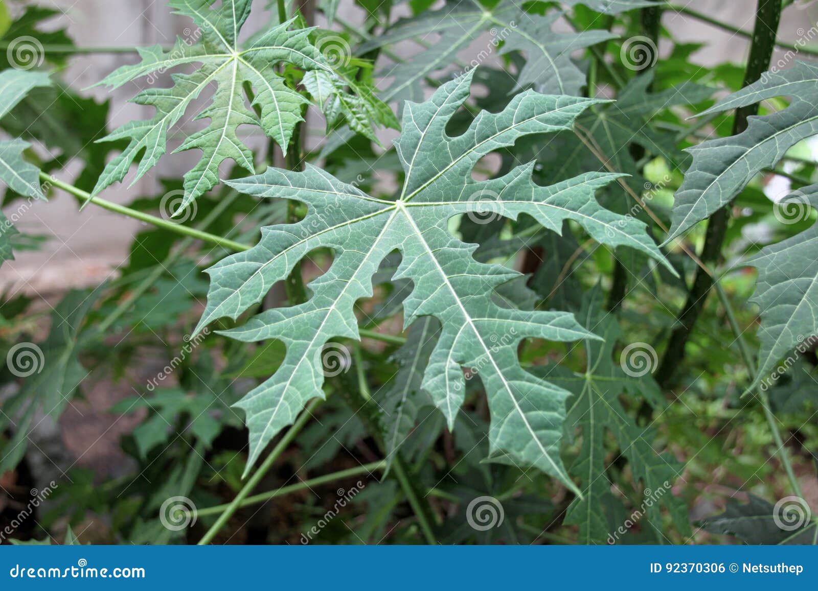 Chaya Or Tree Spinach, Is A Large, Growing Leafy Perennial Shrub ...