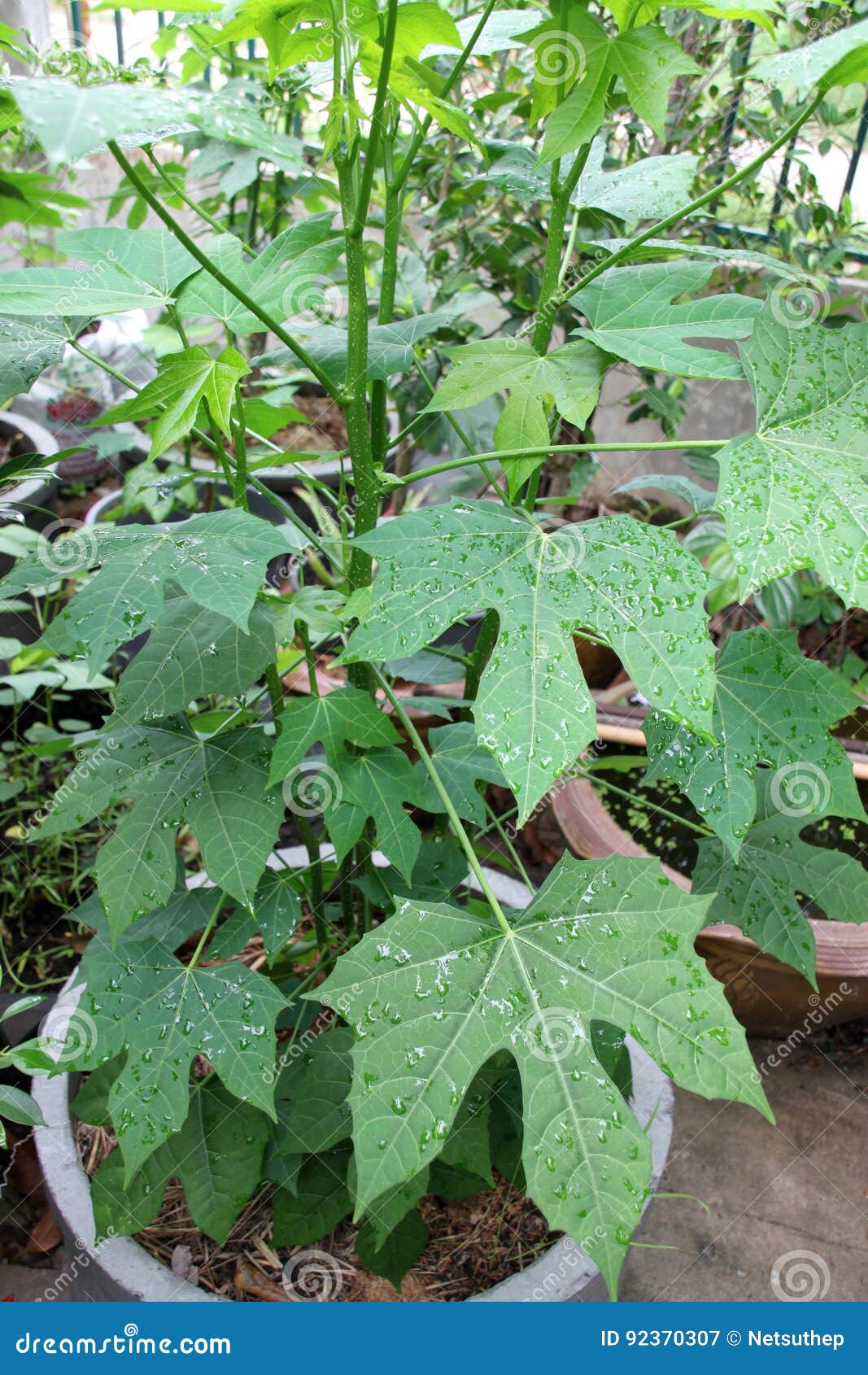 Chaya tree stock image. Image of home, natural, plant - 92370307