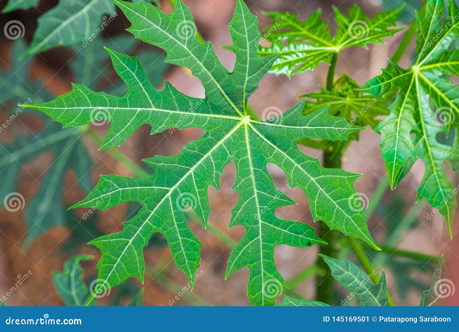 Chaya or Tree Spinach, is a Large, Growing Leafy Perennial Shrub Stock ...