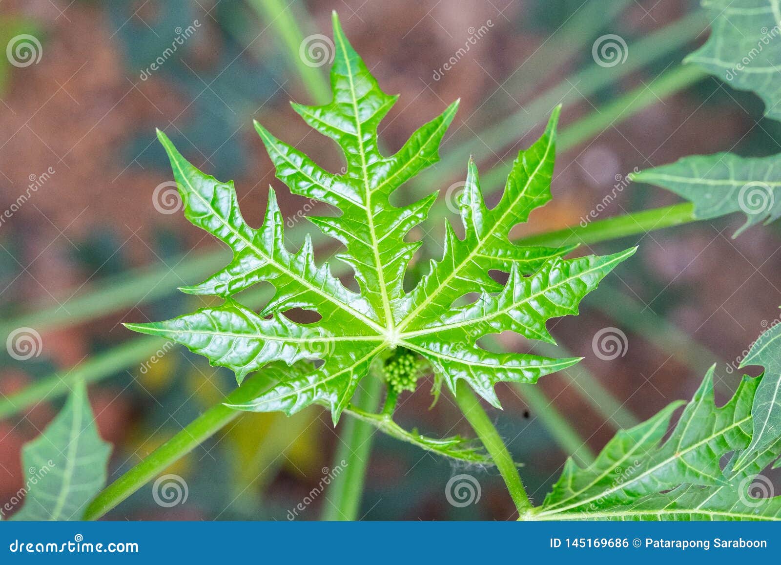 Chaya or Tree Spinach, is a Large, Growing Leafy Perennial Shrub Stock ...