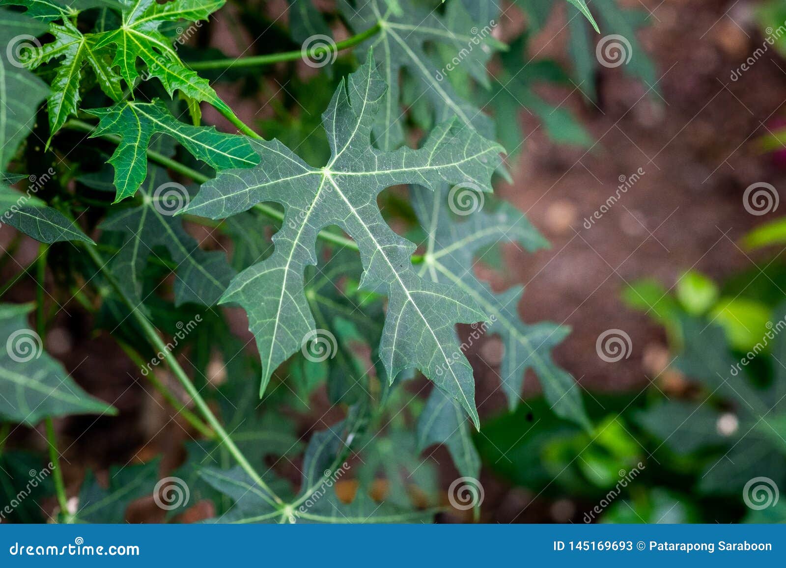 Chaya or Tree Spinach, is a Large, Growing Leafy Perennial Shrub Stock ...