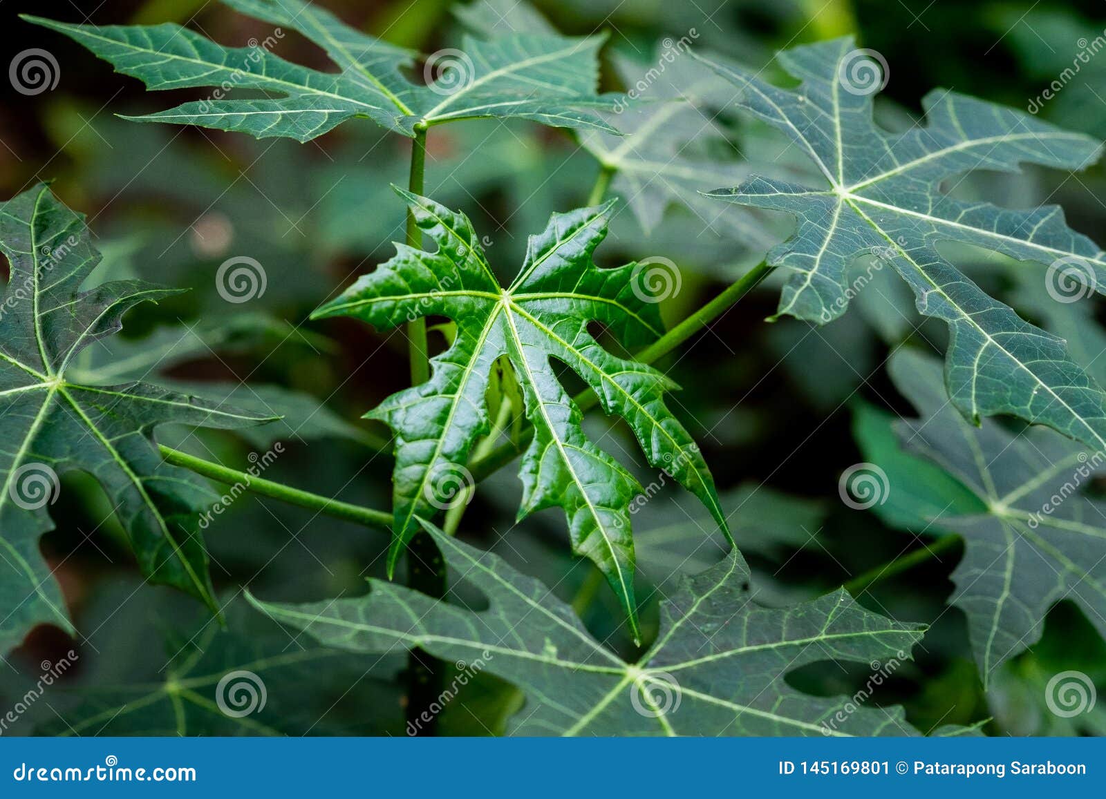 Chaya or Tree Spinach, is a Large, Growing Leafy Perennial Shrub Stock ...