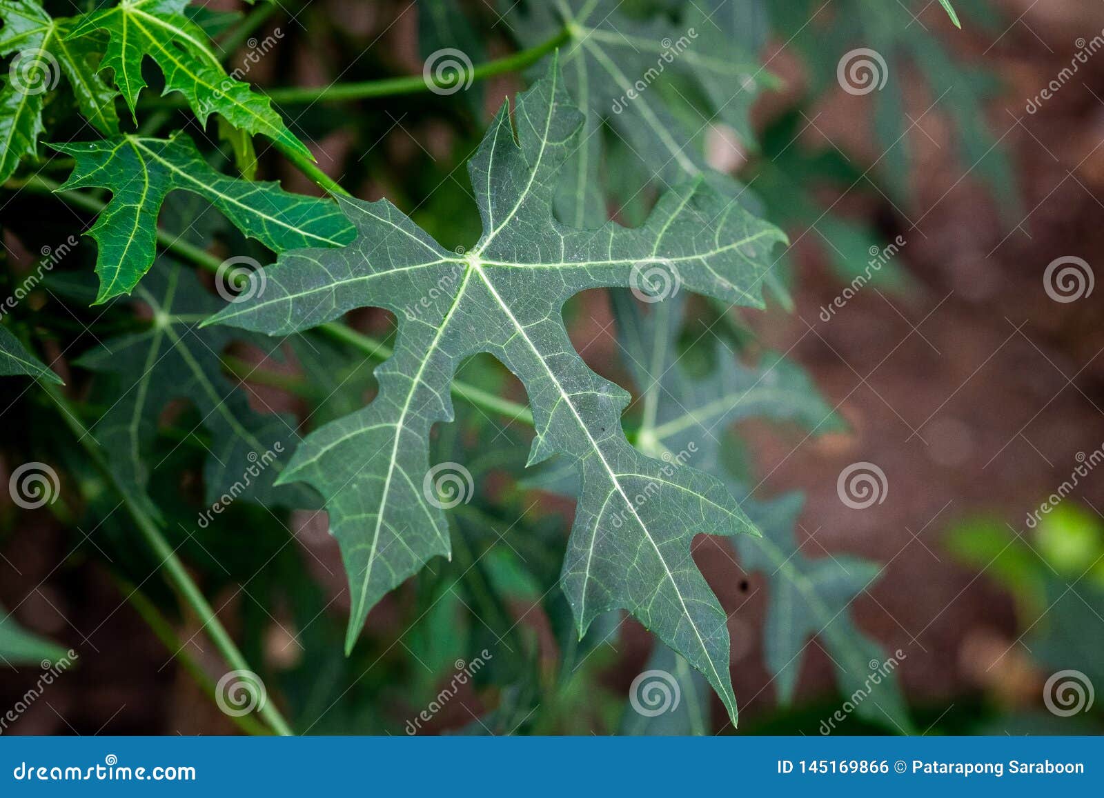 Chaya or Tree Spinach, is a Large, Growing Leafy Perennial Shrub Stock ...