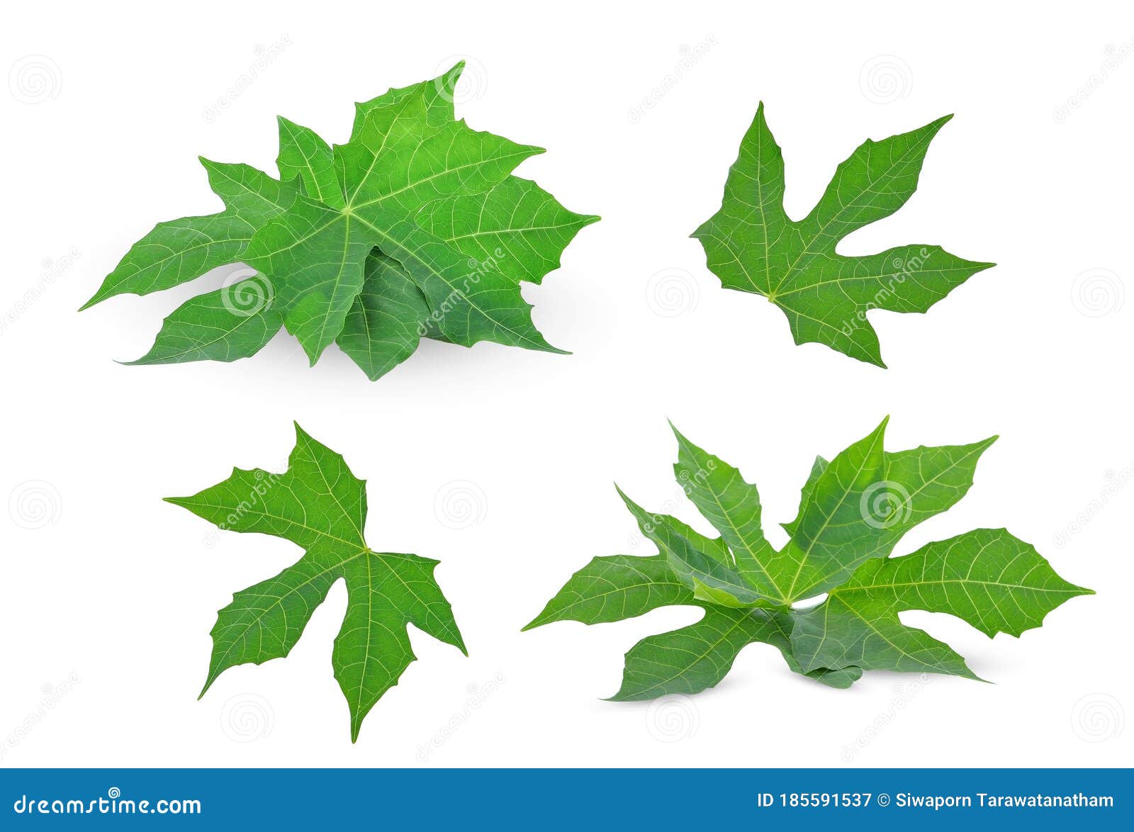 Chaya Vegetables on White Background Stock Image - Image of spinach ...