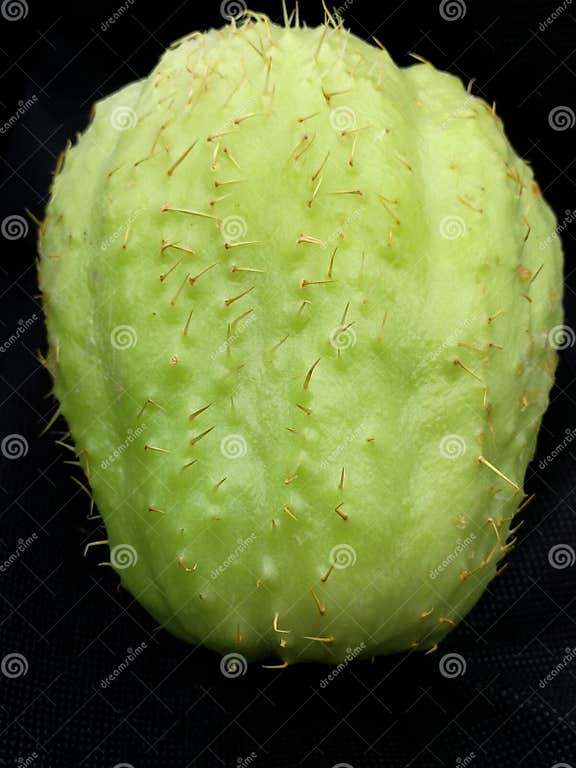 Chayote con las espinas foto de archivo. Imagen de fruta - 101808304