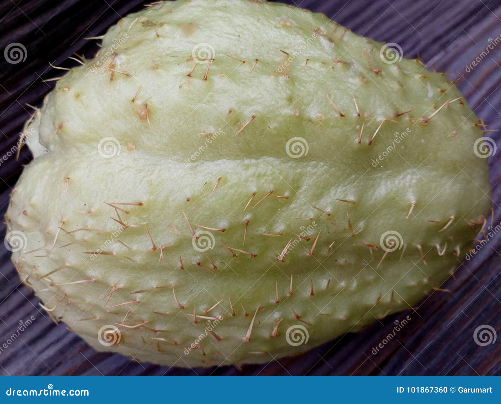 Chayote con las espinas foto de archivo. Imagen de blanco - 101867360