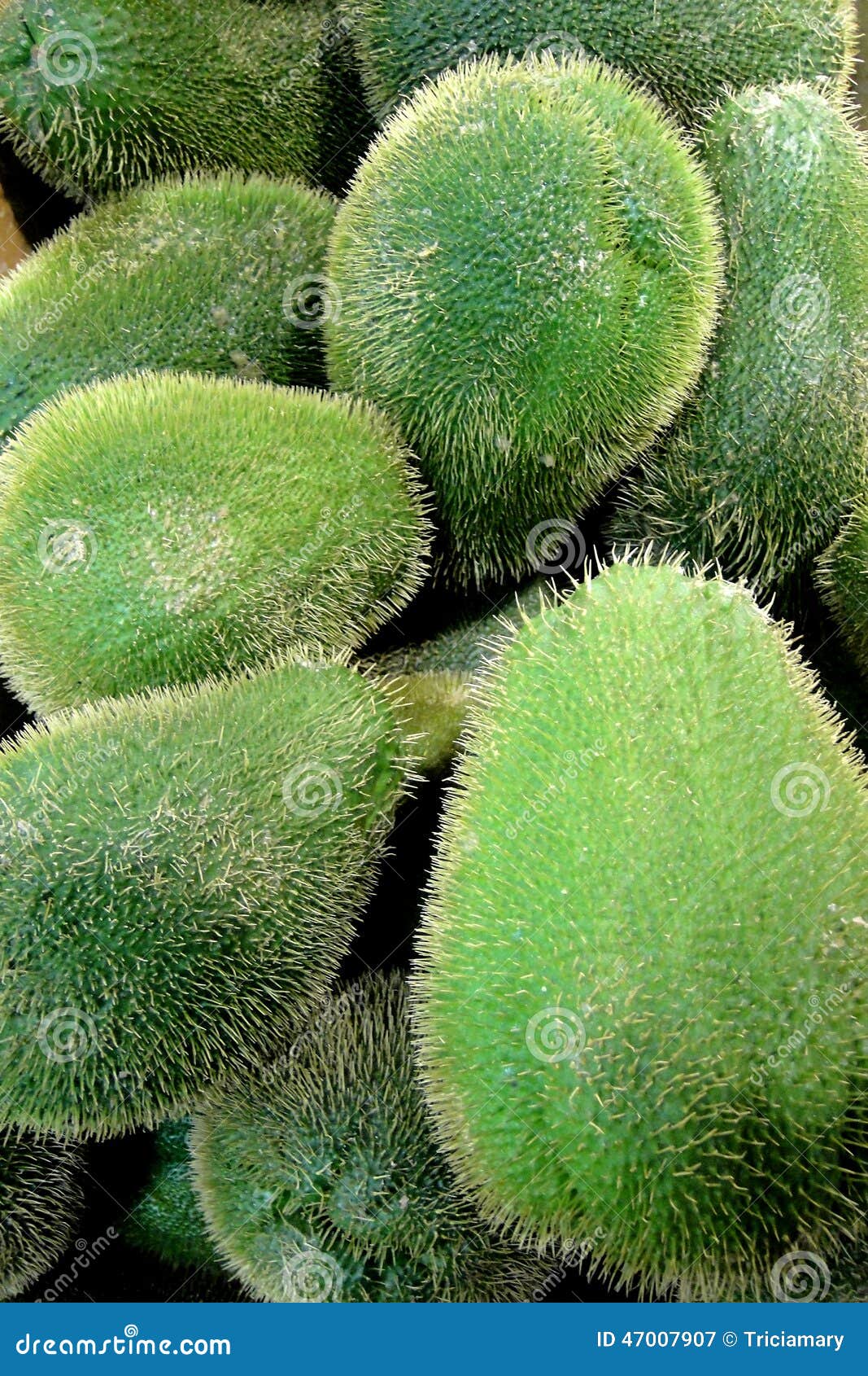 Chayote espinoso imagen de archivo. Imagen de planta - 47007907