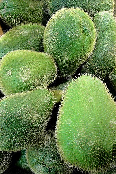 Chayote espinoso imagen de archivo. Imagen de planta - 47007907