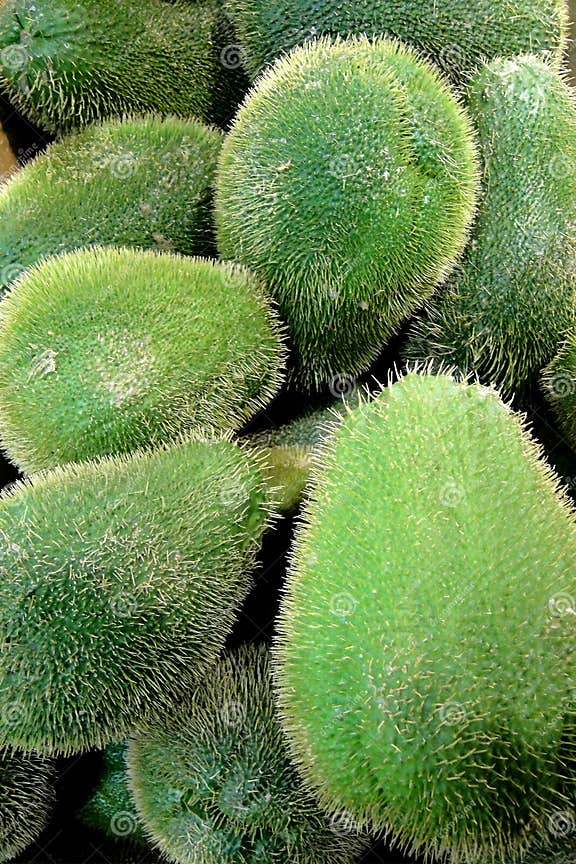 Chayote espinoso imagen de archivo. Imagen de planta - 47007907