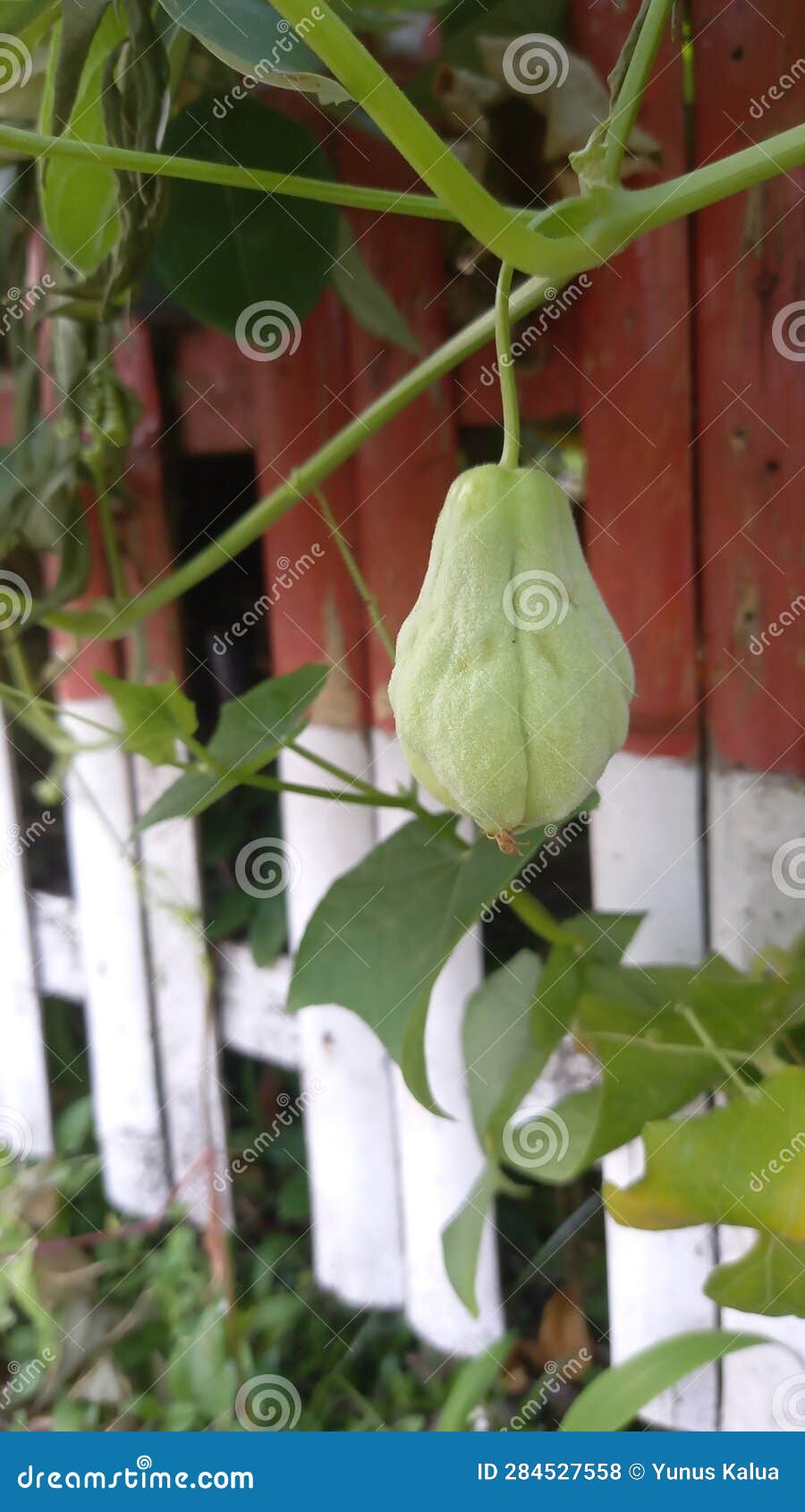 A CHAYOTE in FRONT of BAMBOO FENCE Stock Photo - Image of flower ...