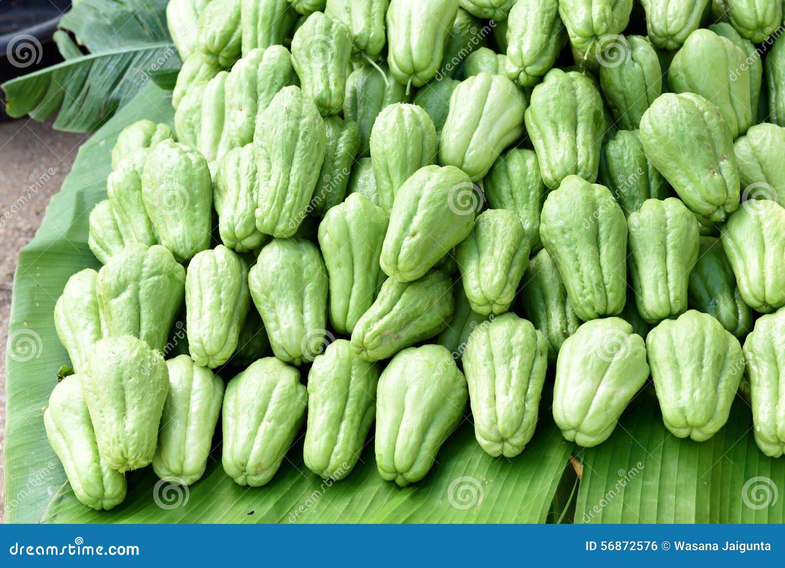 Chayote. stock photo. Image of cooking, weather, medicinal - 56872576