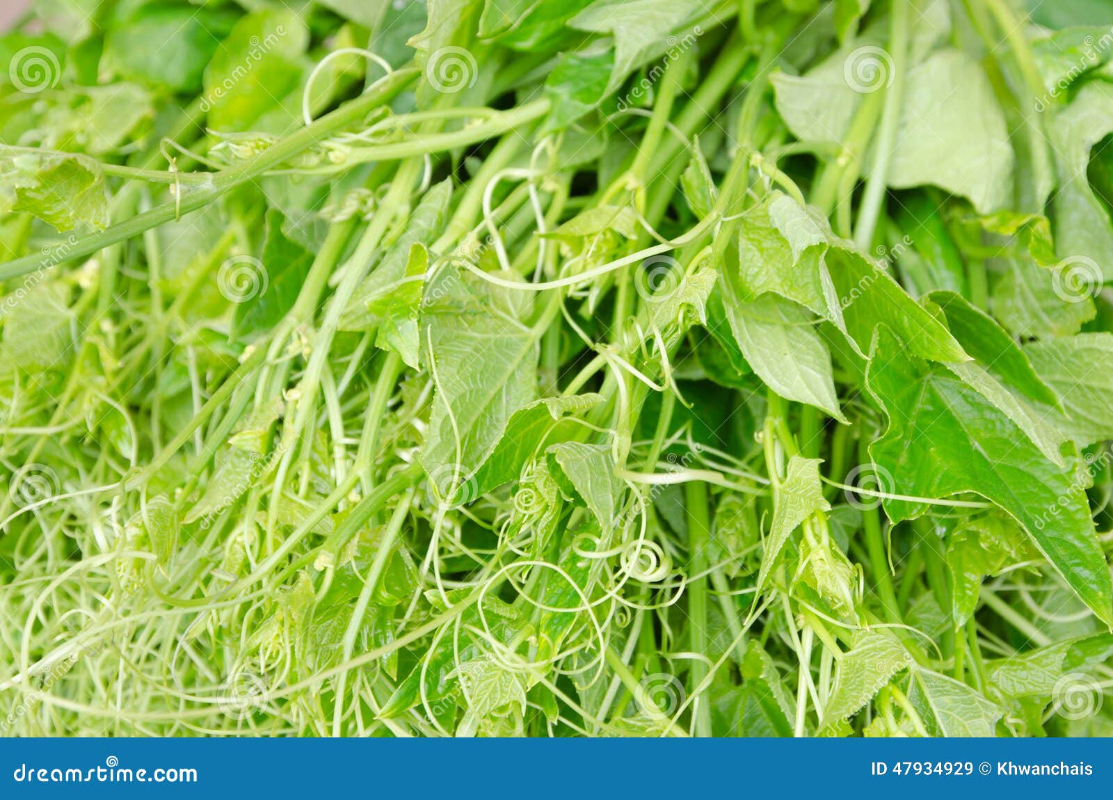 Chayote Green Vegetable in Asia Stock Image - Image of vegetarian ...