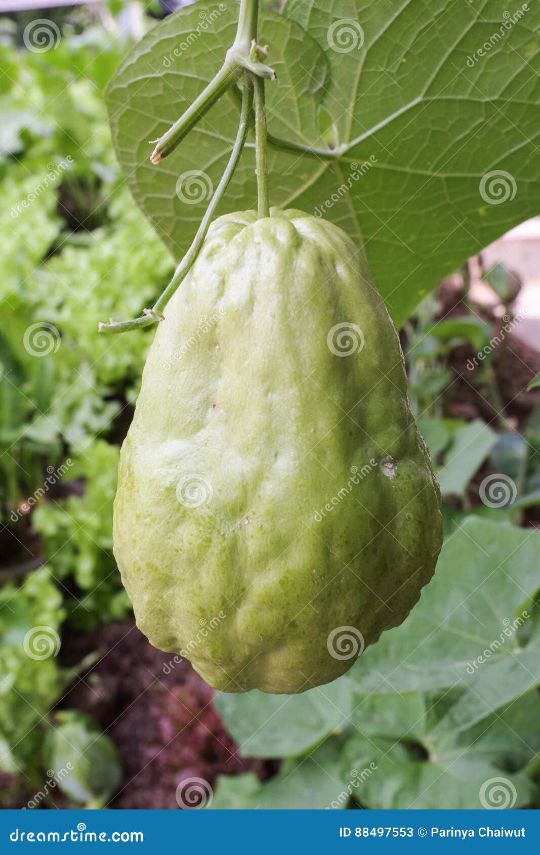 A chayote growing on vine stock image. Image of sweet - 88497553