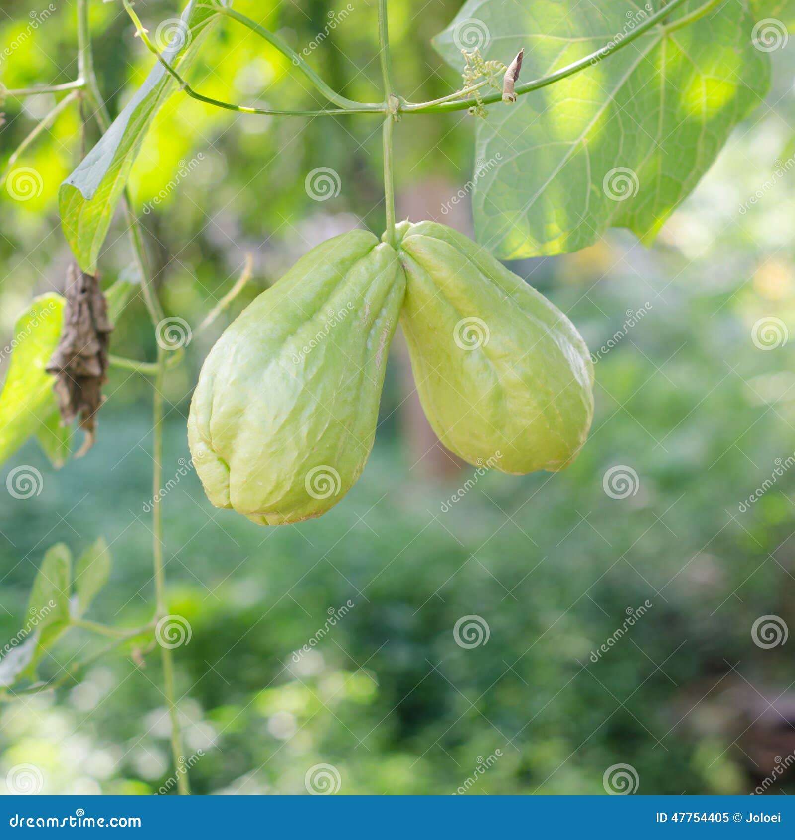 Chayote growing on vine stock image. Image of cucurbitaceae - 47754405
