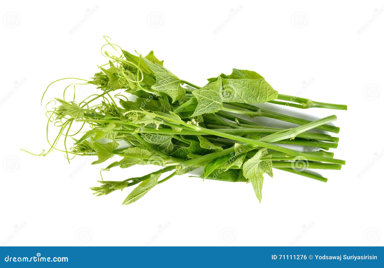 Chayote Leaves and Stem on White Stock Photo - Image of white ...