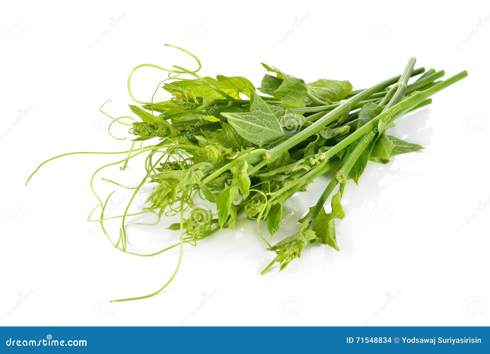 Chayote Leaves and Stem on White Stock Photo - Image of vegetable ...