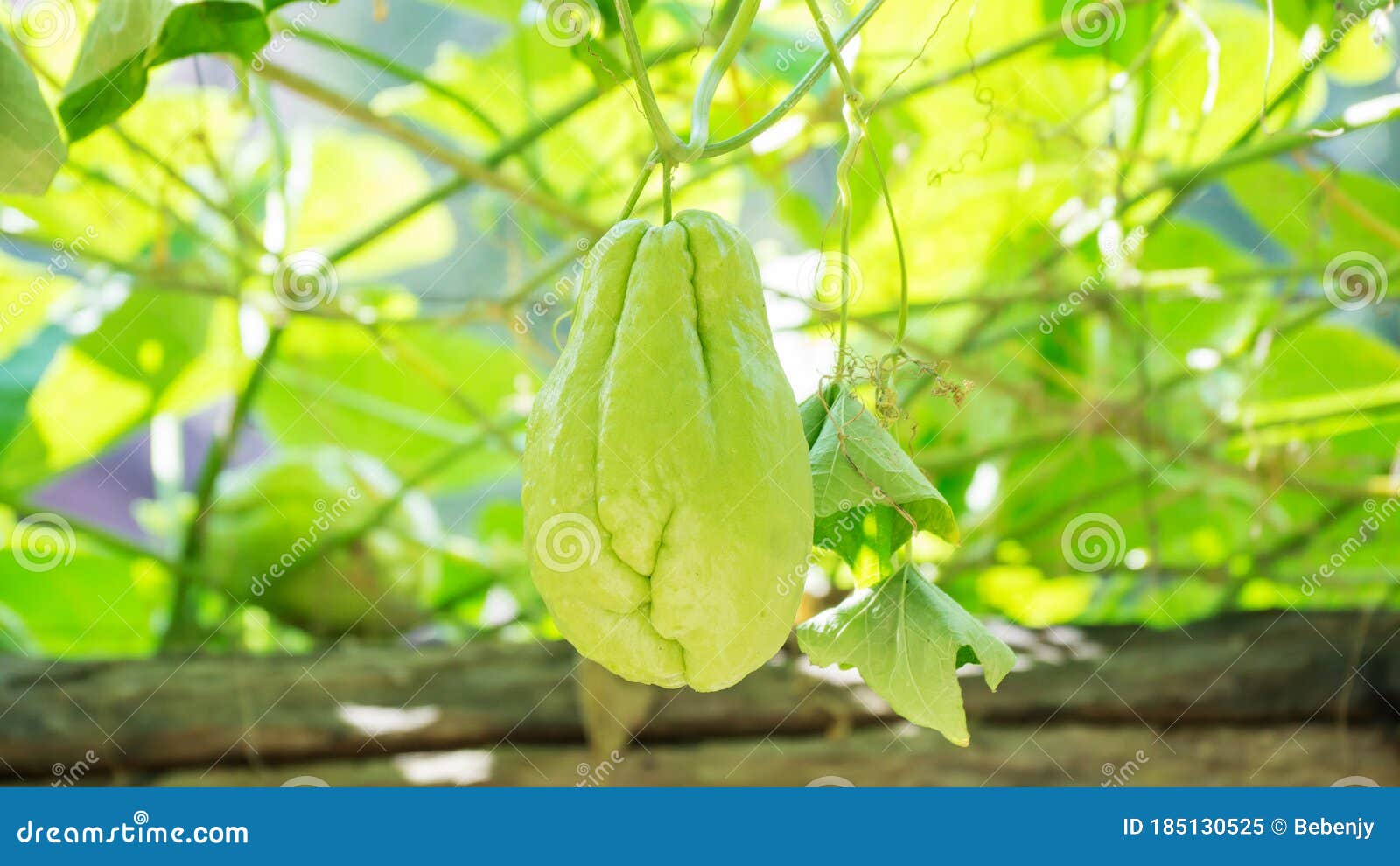Chayote In Plant Tissue Culture At The Laboratory Stock Photography ...