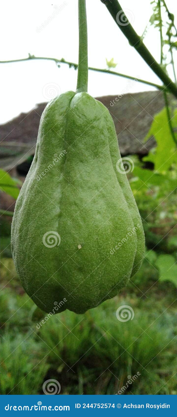 Chayote Seeds with Big Fruit Stock Photo - Image of love, natural ...