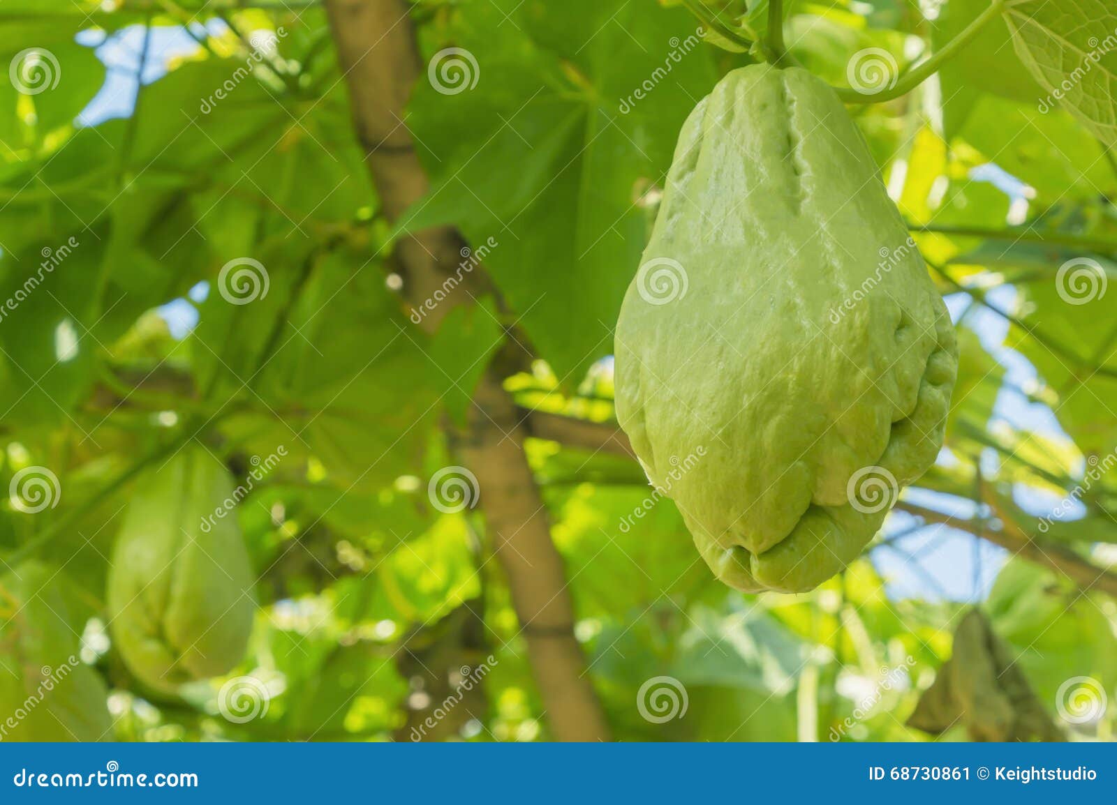 Chayote, Um Fruto Tropical Pera-dado Forma Verde Imagem de Stock ...