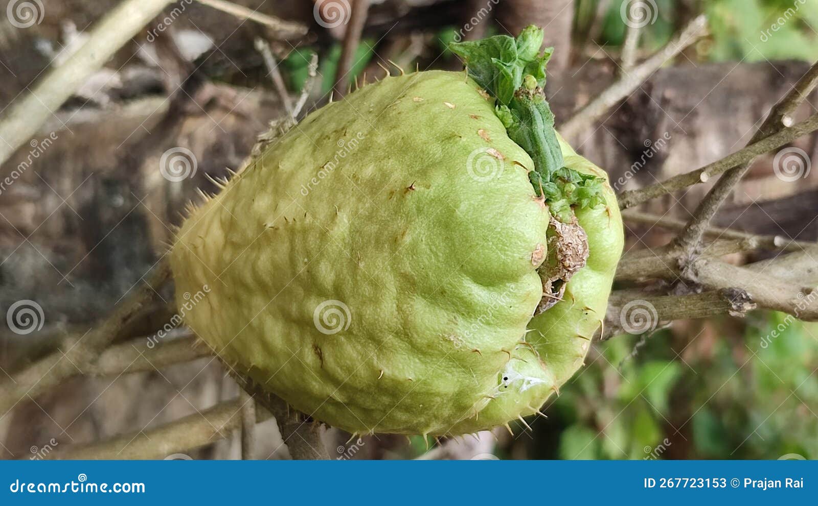 A Chayote Vegetable Germination Stock Image - Image of vegetable, fruit ...