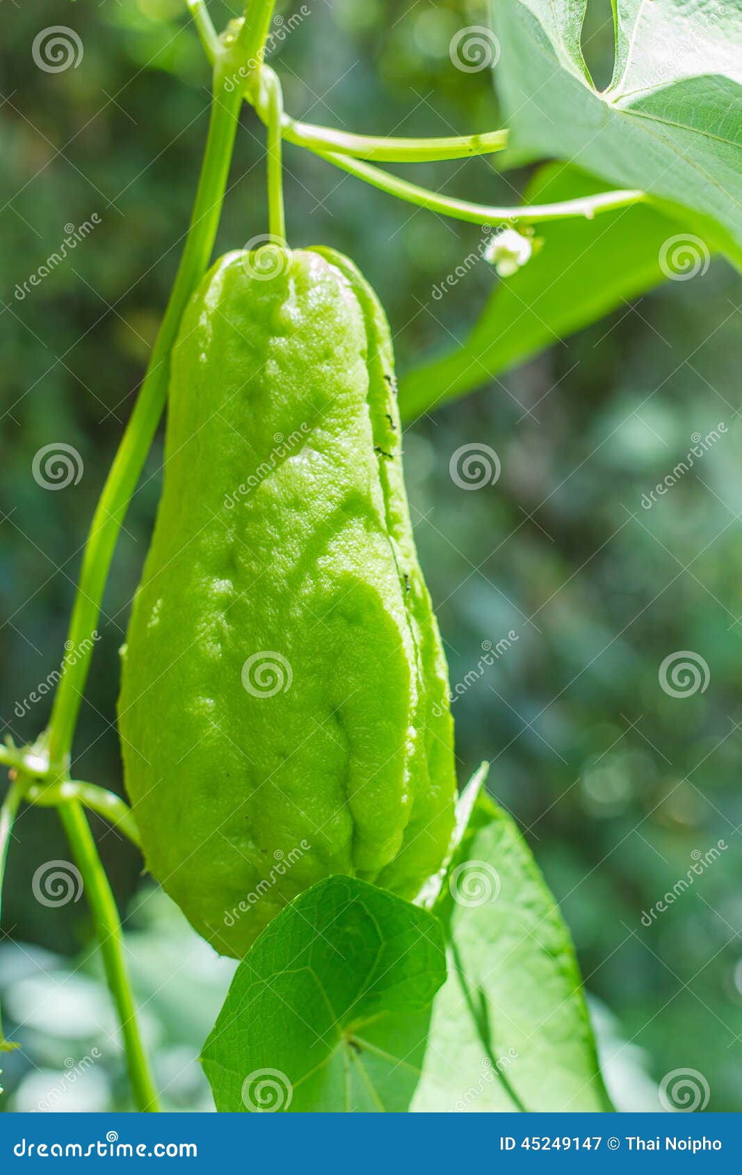 Chayote Vegetables Isolated on Tree Stock Image - Image of isolated ...
