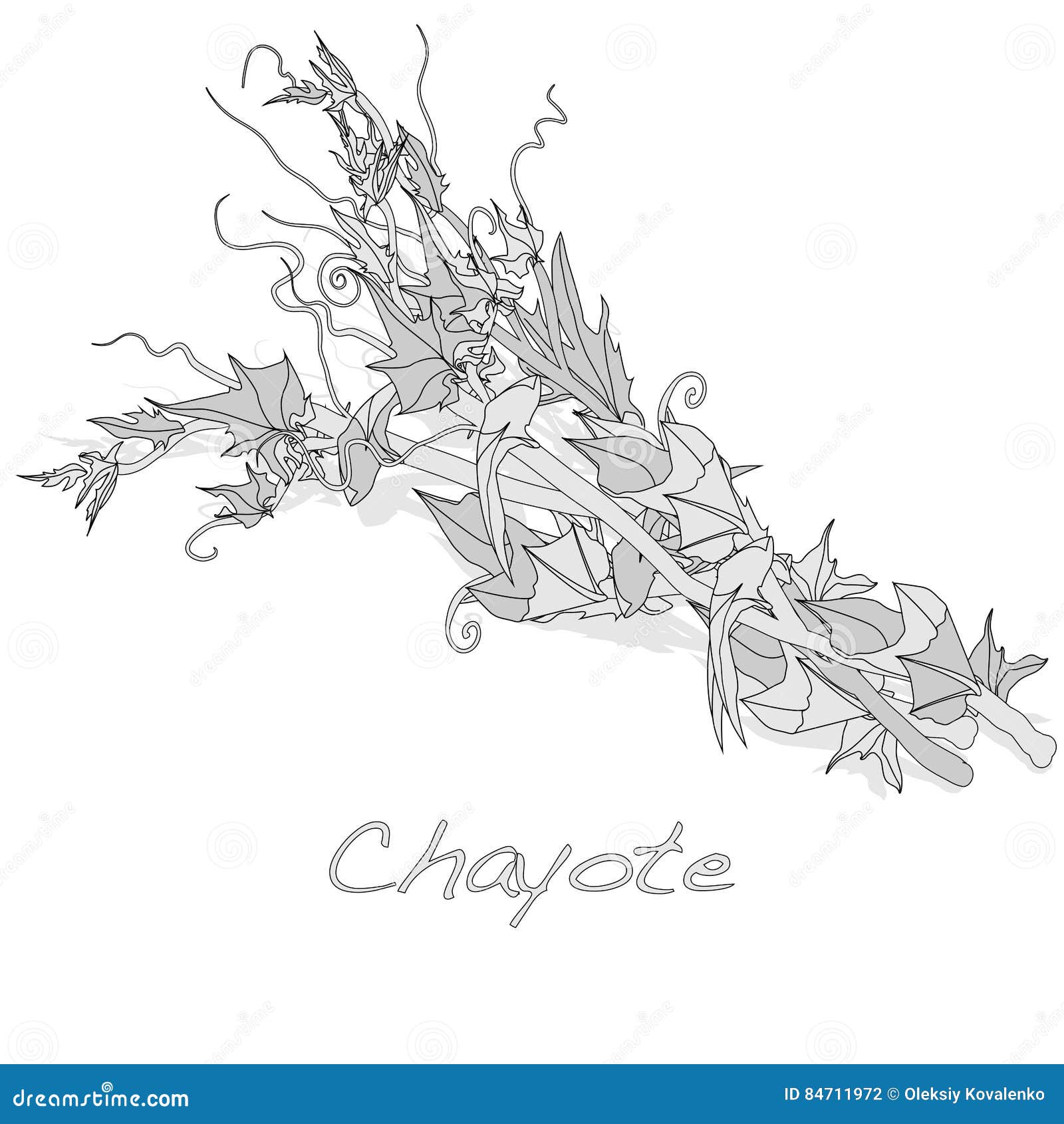 Chayote on White Background Stock Vector - Illustration of sayote, food ...