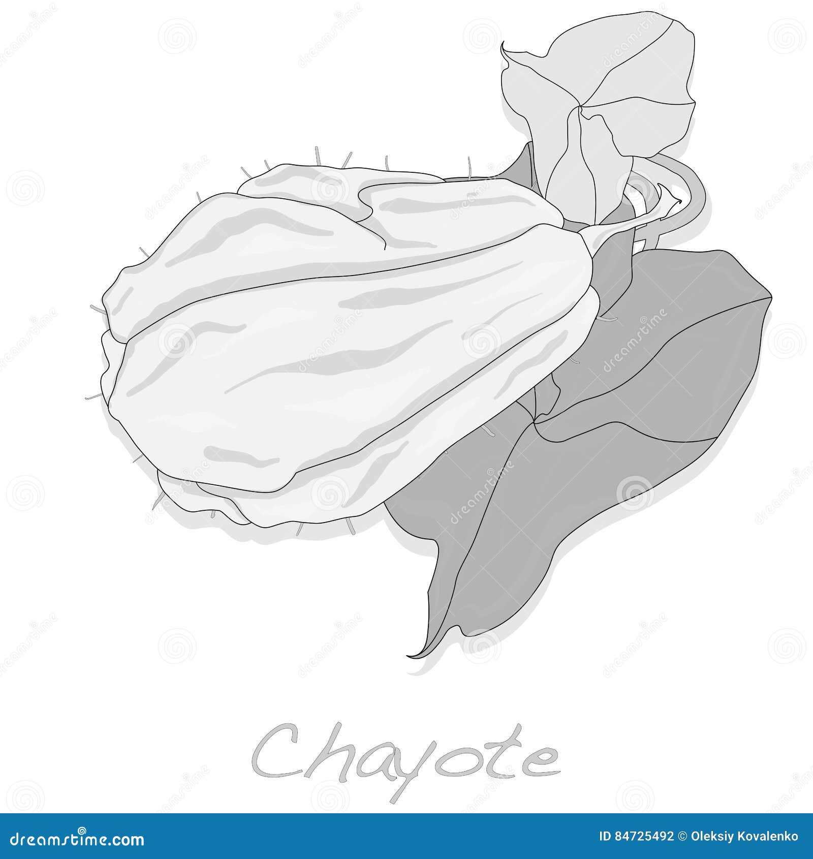 Chayote on White Background Stock Vector - Illustration of chuchu ...