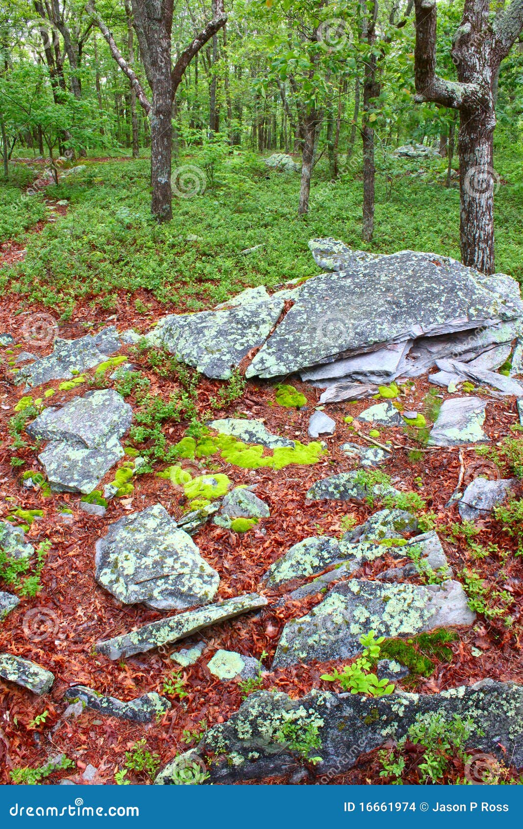 Cheaha State Park - Alabama Stock Photo - Image of ecosystem, forest ...