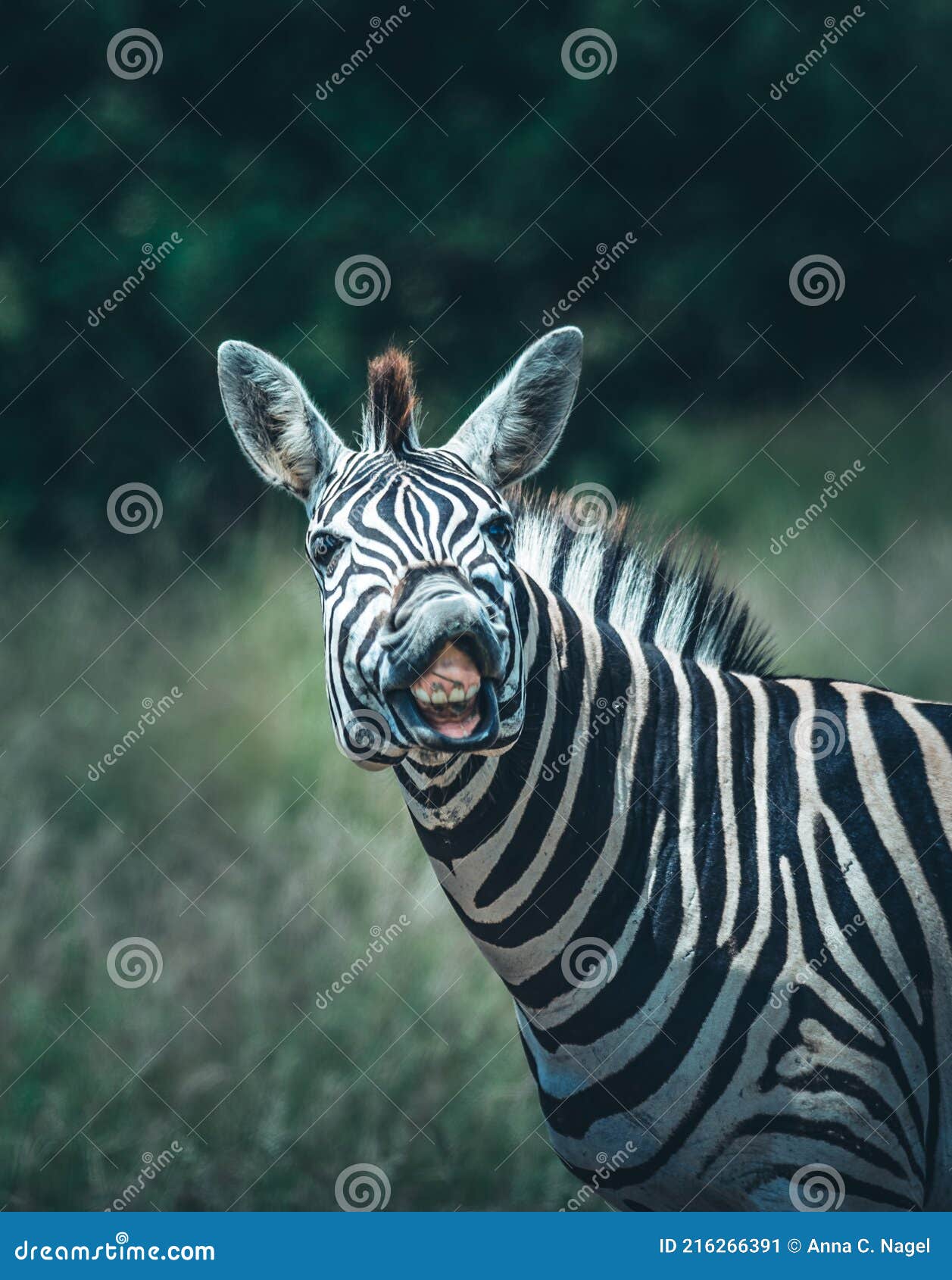 A Cheaky Burchell`s Zebra Pulling a Grimace Stock Image - Image of head ...