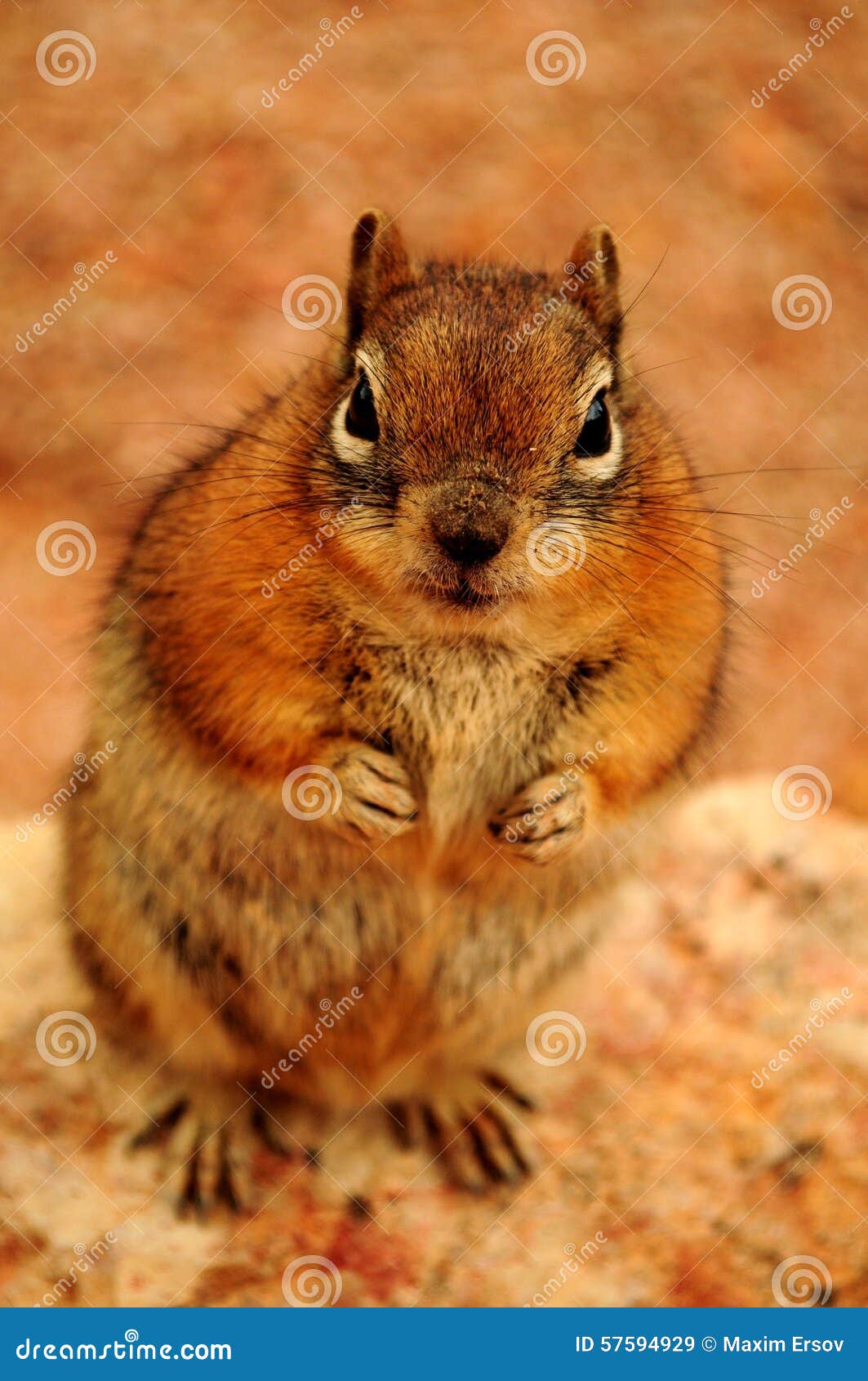 Chipmunk stock image. Image of wildlife, rodent, sitting - 57594929