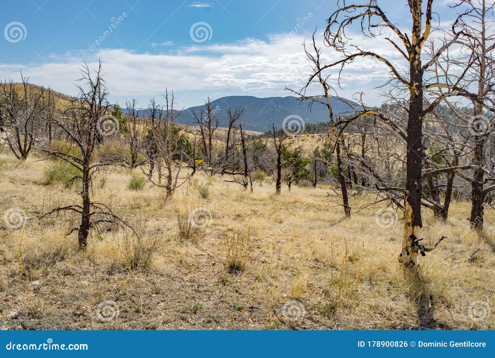 Cheatgrass Dominated Weed Patch after Wildfire Stock Photo - Image of ...