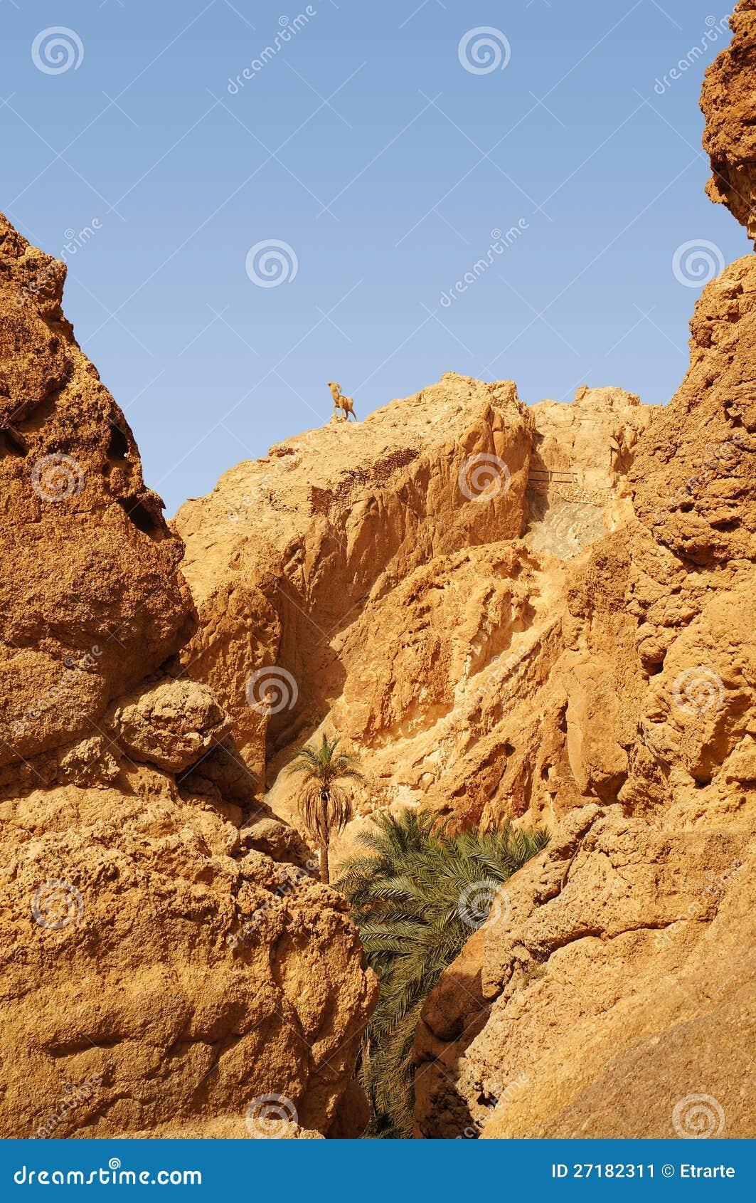 The Chebika Oasis in Tunisia Stock Image - Image of golden, message ...