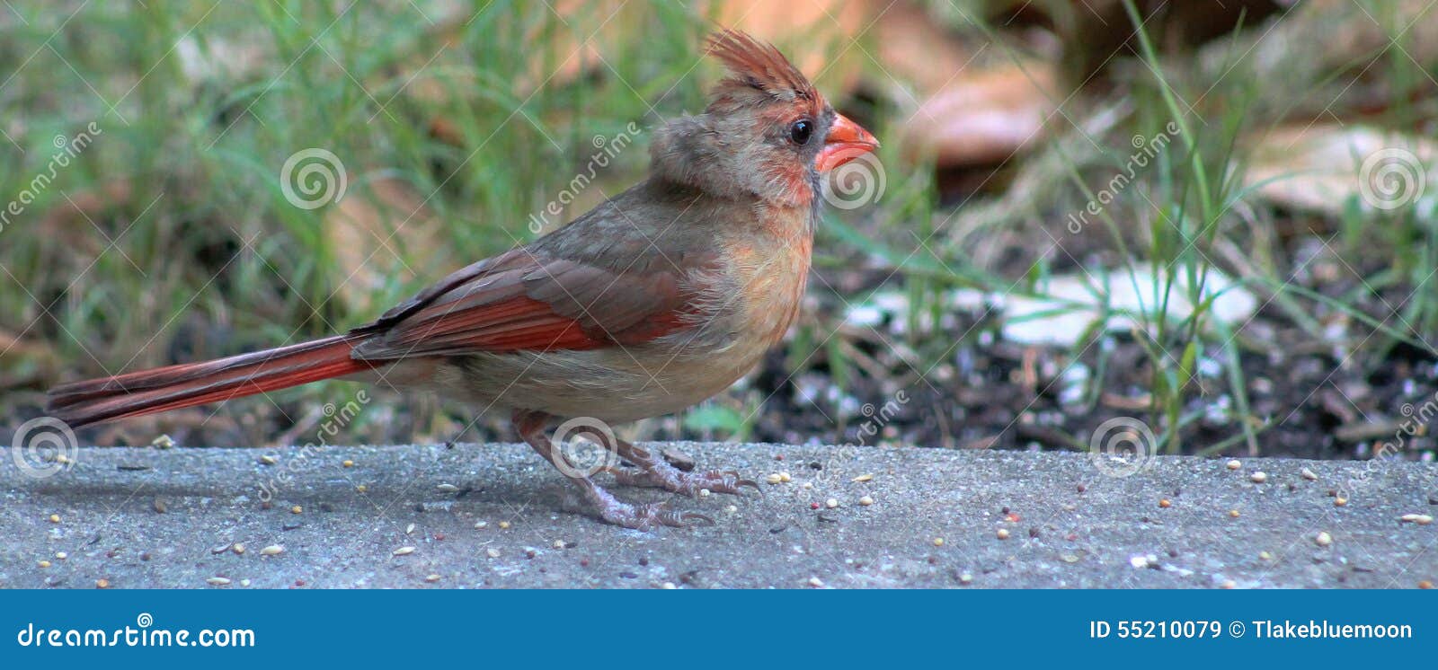 Check the Crest- Young Cardinal Stock Image - Image of young, beak ...