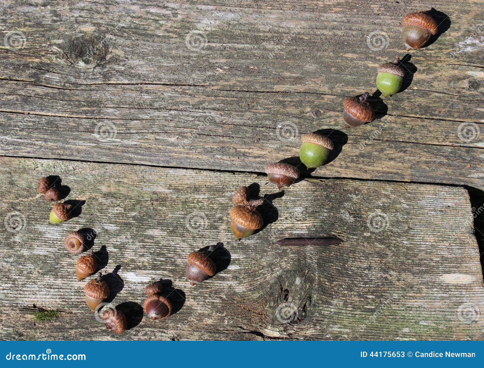 Check Mark Made of Acorns stock image. Image of success - 44175653