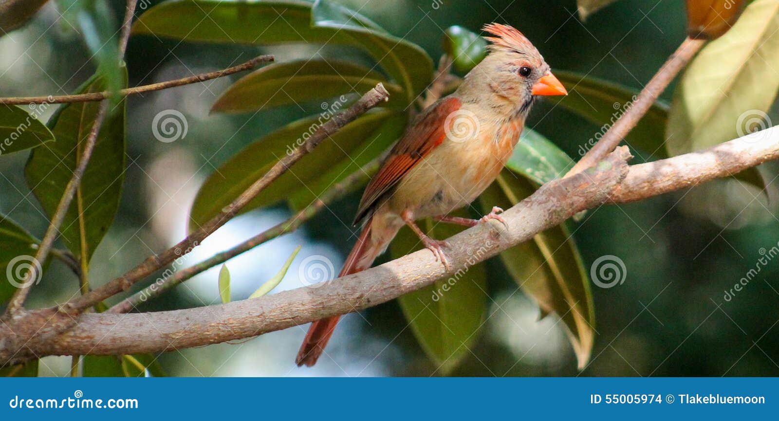 Check Out that Crest- Young Cardinal Stock Photo - Image of branch ...