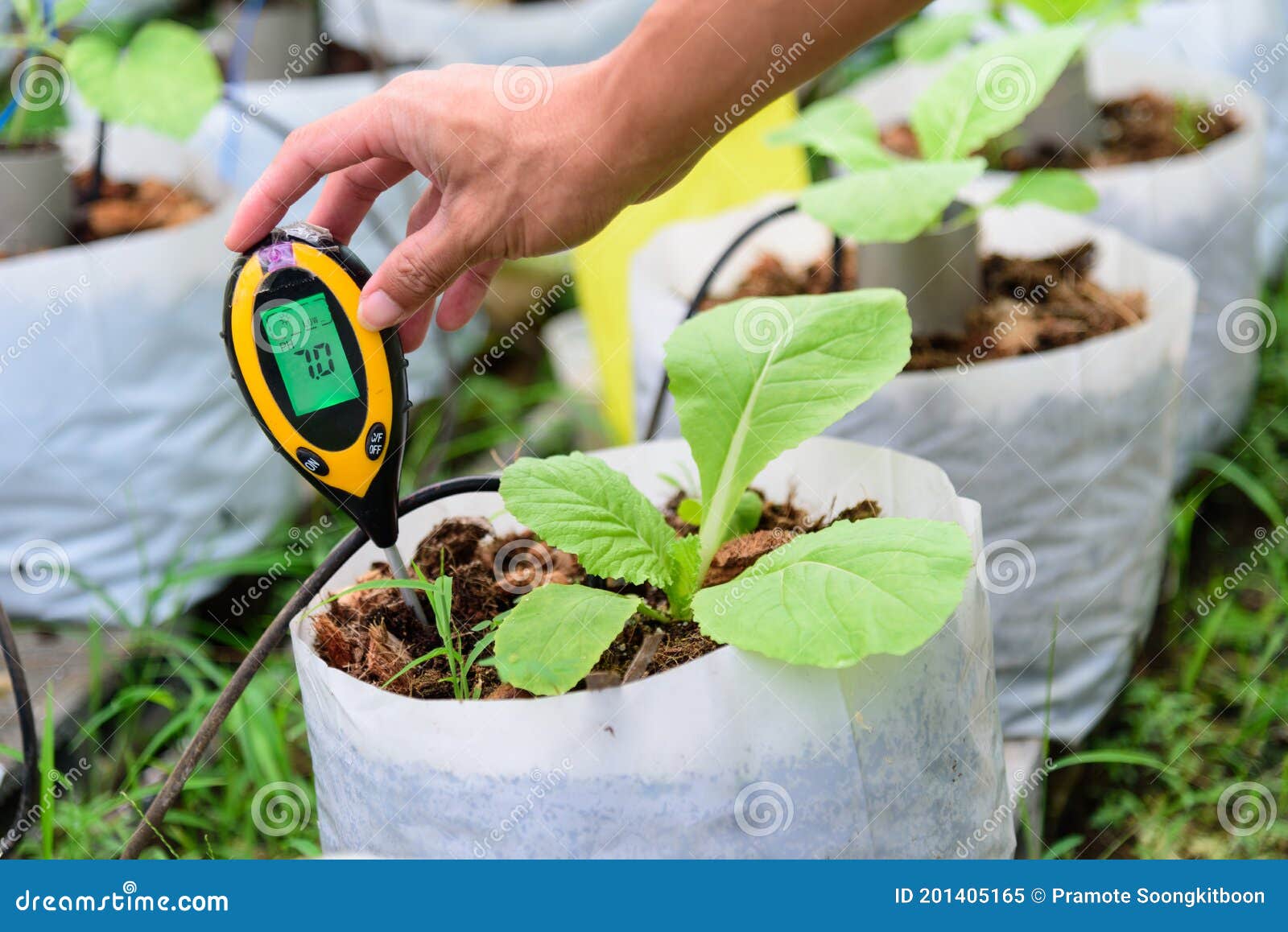 Check PH Value in Planting Bag Stock Image - Image of hydrogen, farmer ...