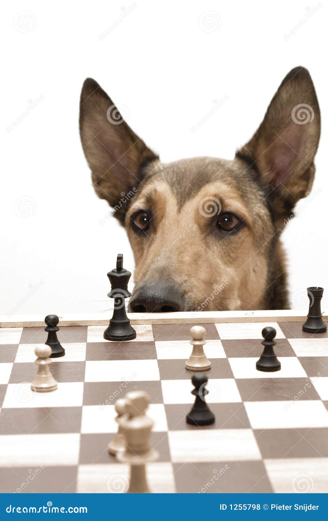 Check! Playing Chess Like a Dog Stock Photo - Image of pets, training ...