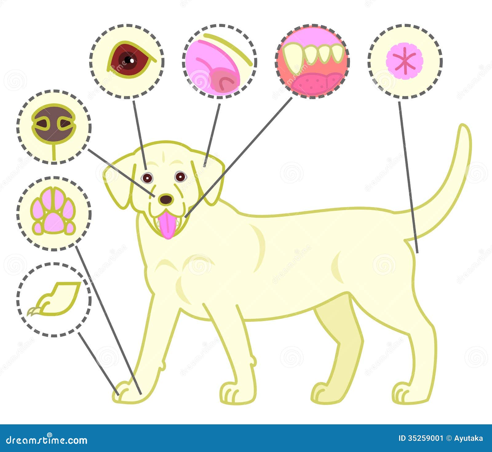Check-points of dogs body stock vector. Illustration of animal - 35259001