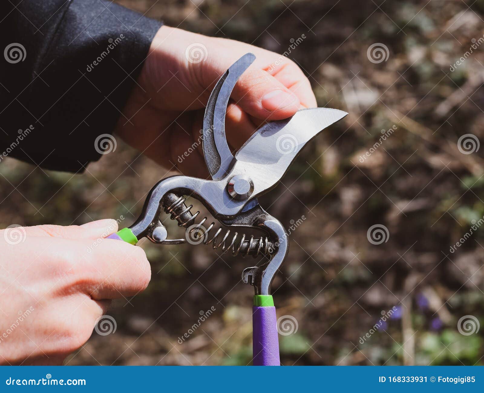 Check the Pruning Blade for Sharpness. Trimming Tree with a Cutt Stock ...