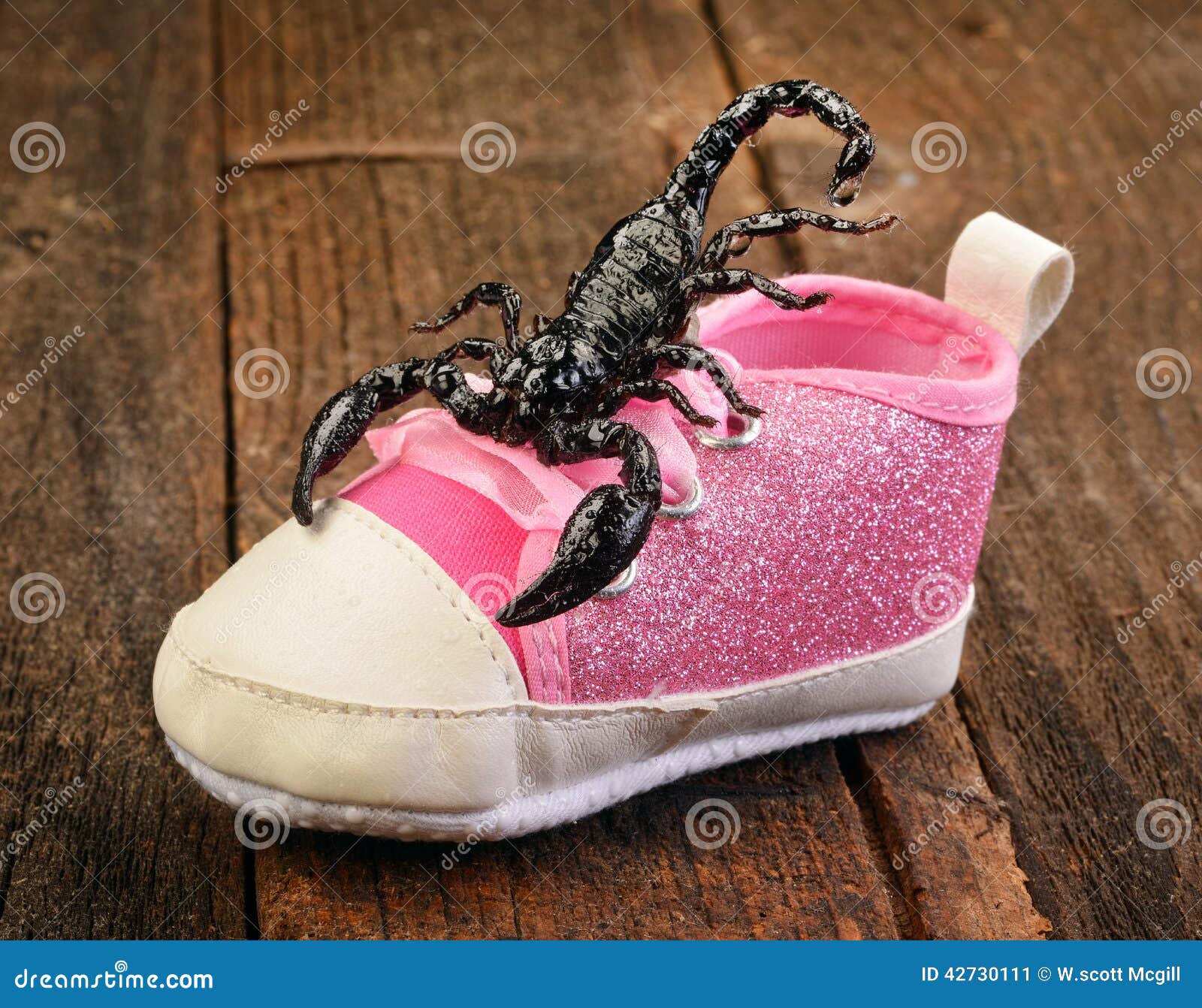 Check your shoes. stock image. Image of creeping, barb - 42730111