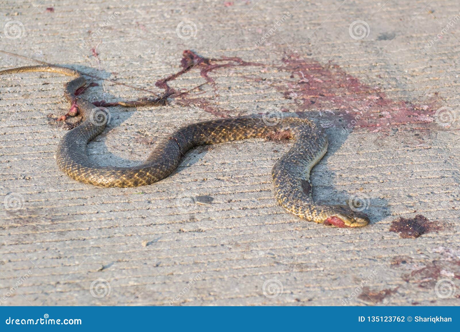 Checked Keelback Snake Road Killed Stock Photo - Image of madhya ...