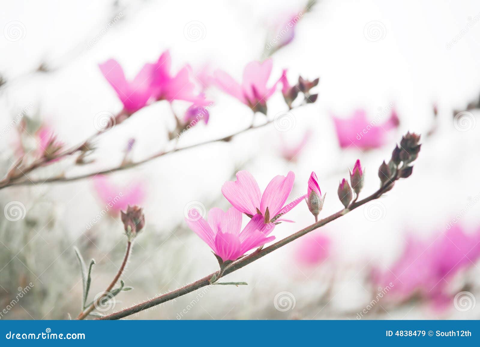 Checker Mallow stock image. Image of outside, high, beautiful - 4838479