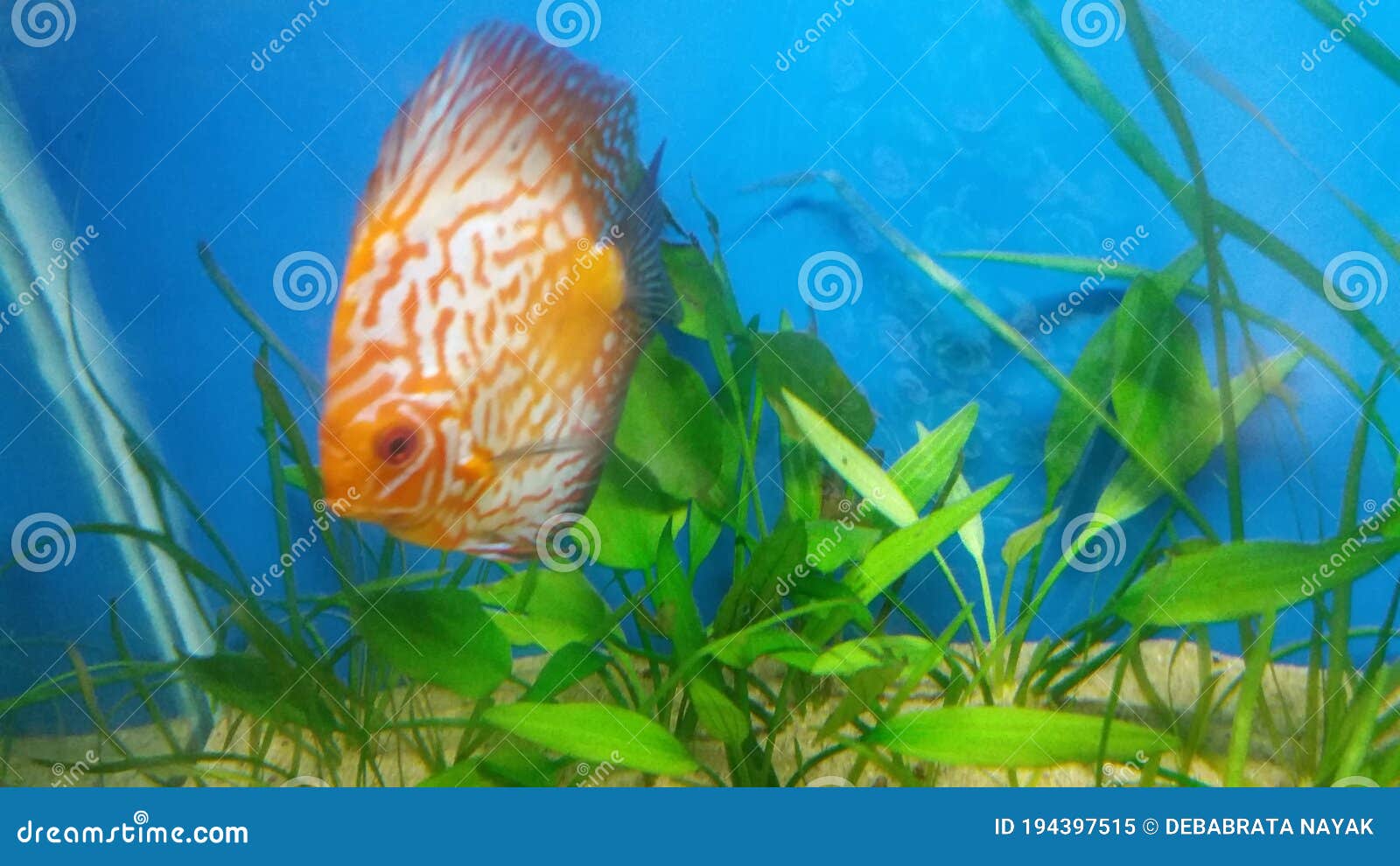 Checkerboard Discus Fish in Aquarium Stock Image - Image of animal ...