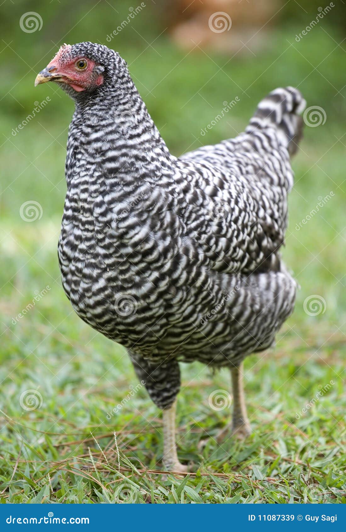 Checkerboard hen stock image. Image of feathers, grass - 11087339