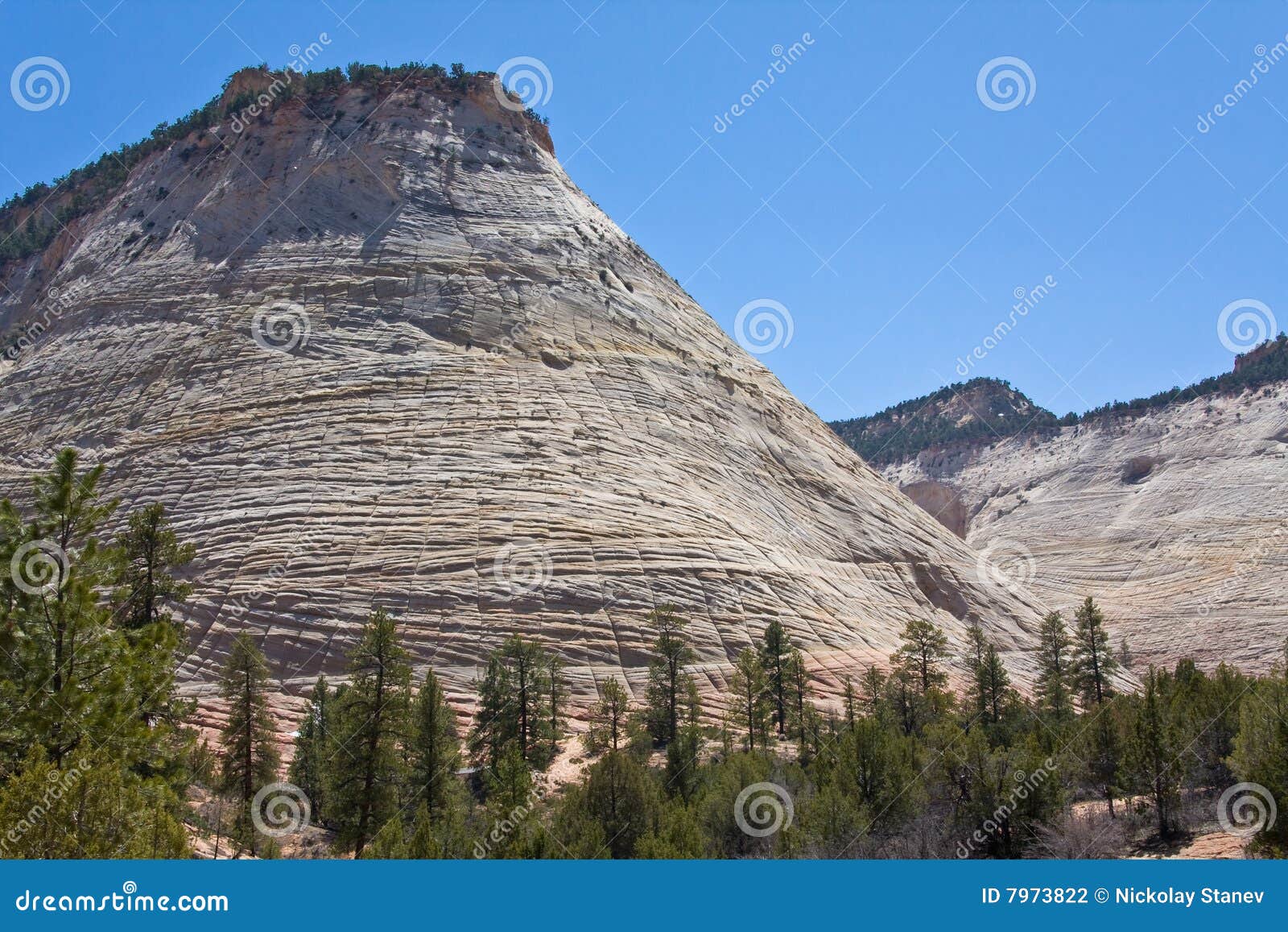 Checkerboard Mesa in Zion Canyon Stock Photo - Image of rock, forest ...