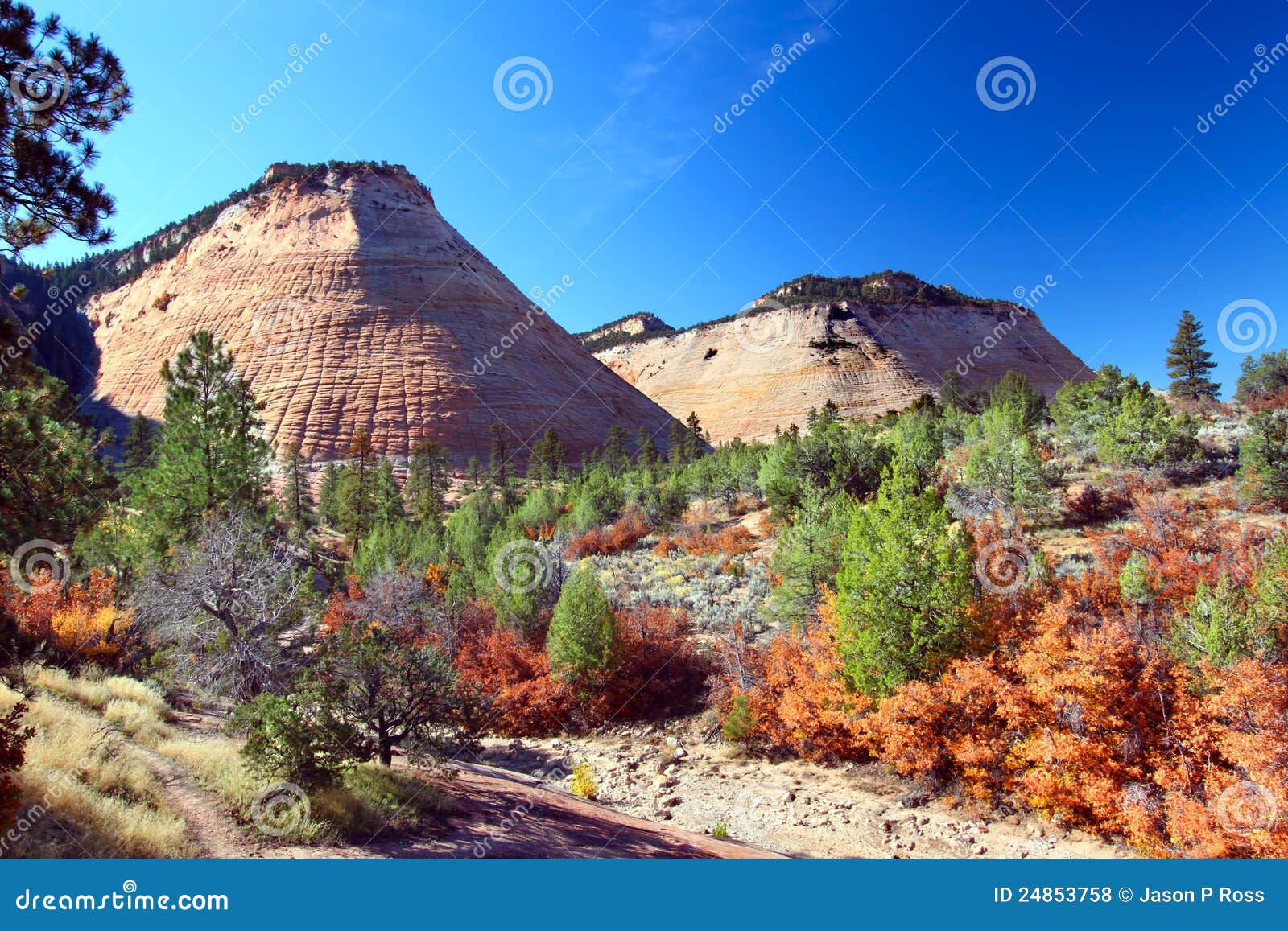 Checkerboard Mesa - Zion National Park Stock Photo - Image of landscape ...