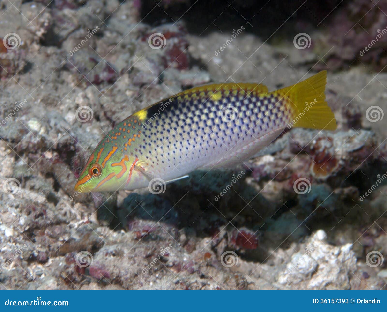 Checkerboard Wrasse (Halichoeres Hortulanus) Royalty-Free Stock ...