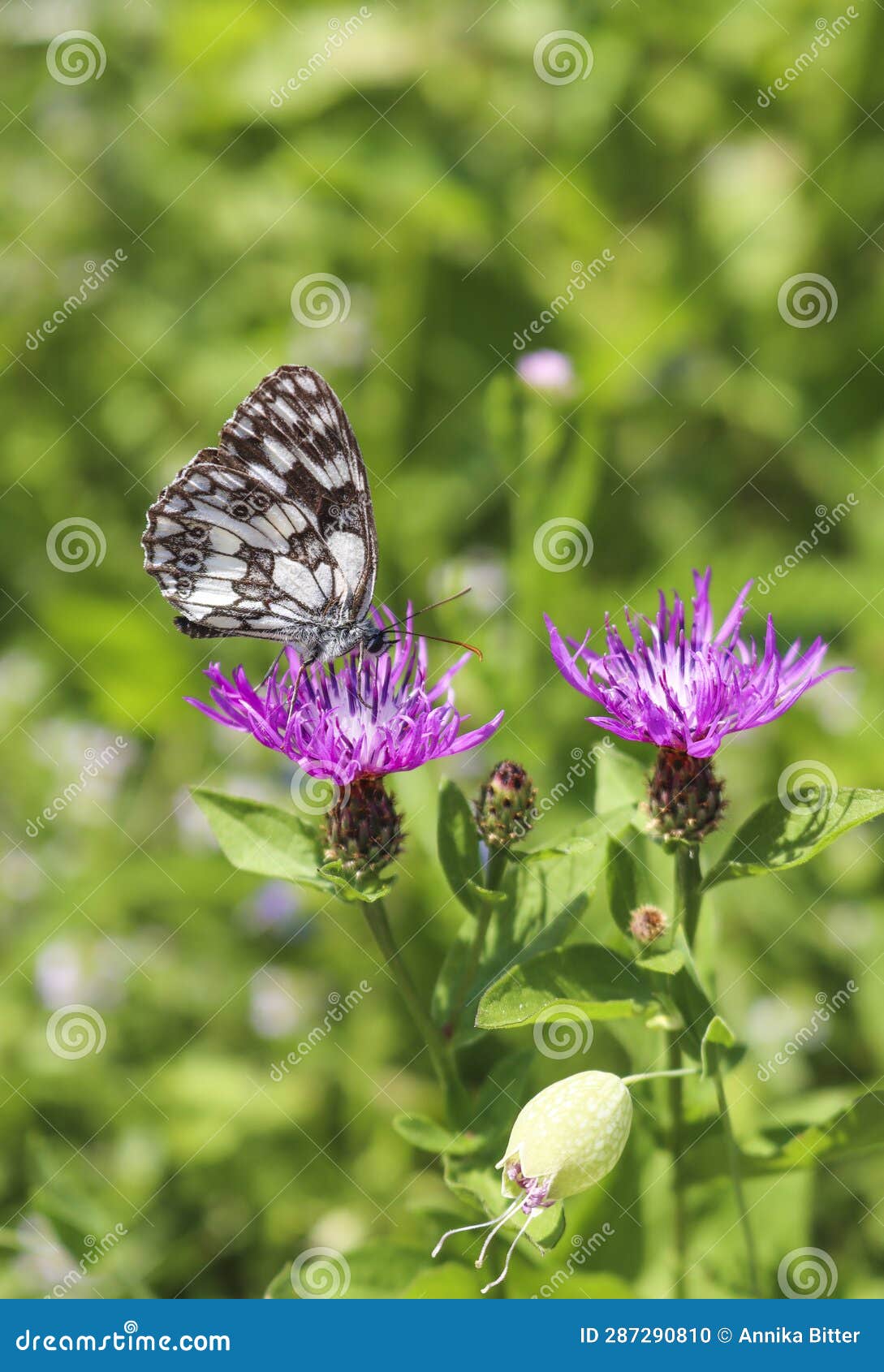 Checkered Butterfly in Switzerland Stock Photo - Image of space, animal ...