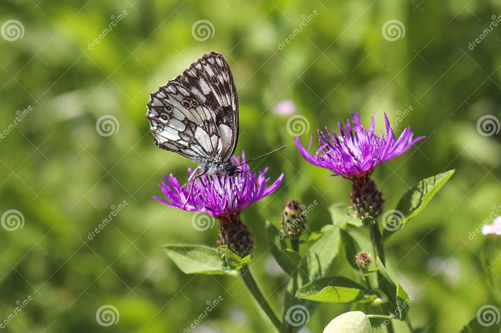 Checkered Butterfly in Switzerland Stock Image - Image of butterfly ...
